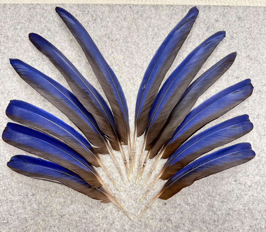 12 Midnight Blue and Black Feathers // Naturally Shed // Female ...