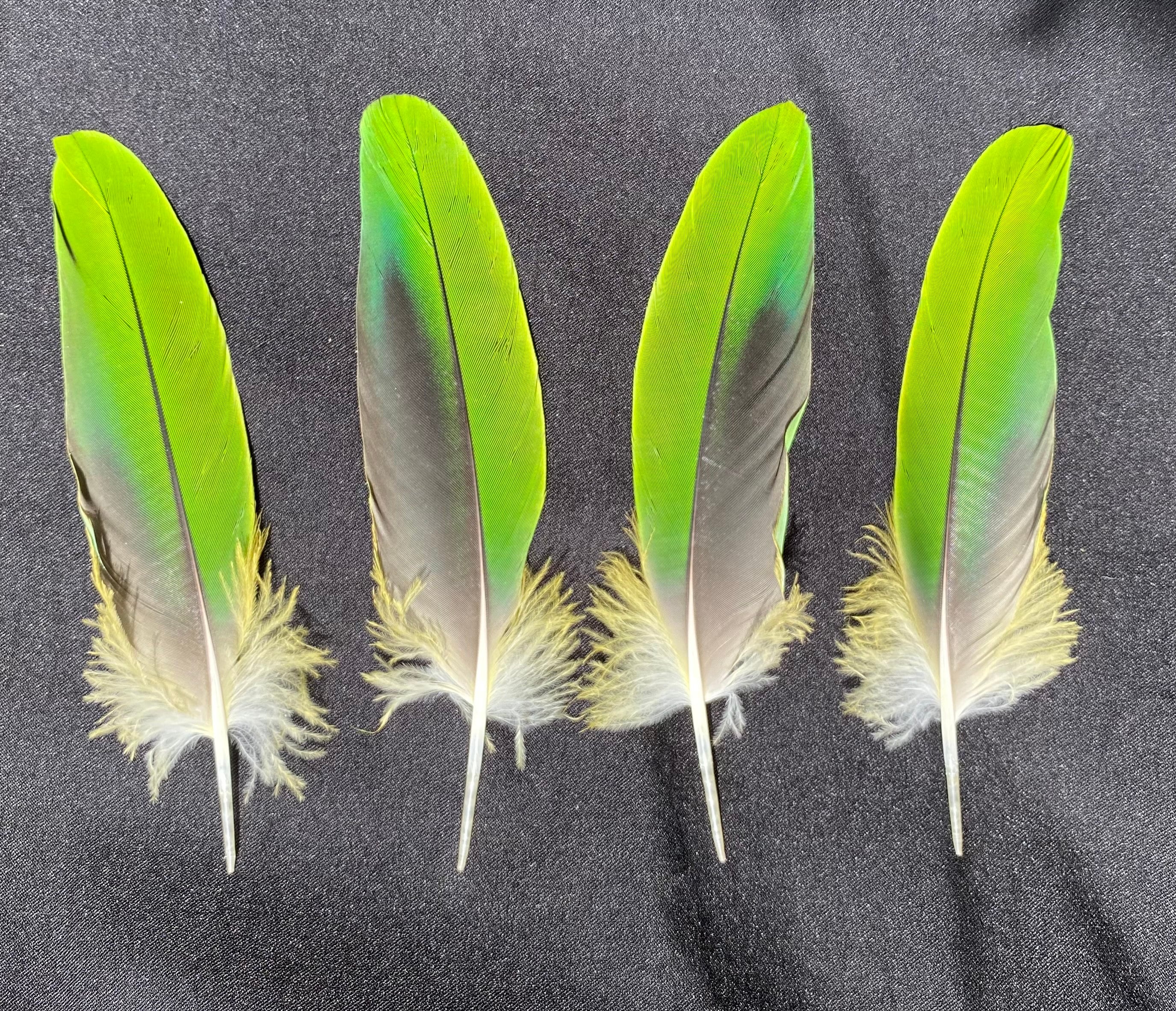 Parrot Feathers