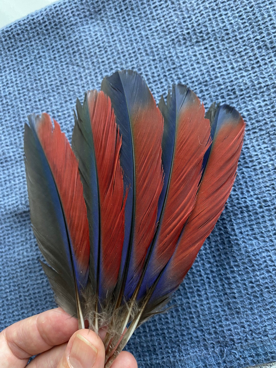 5 Royal Blue and Red Feathers // Naturally Shed // Female Vosmaeri ...