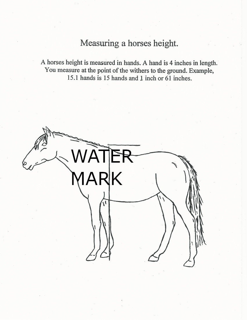 Horses Coloring & Activity Book Printable - Etsy