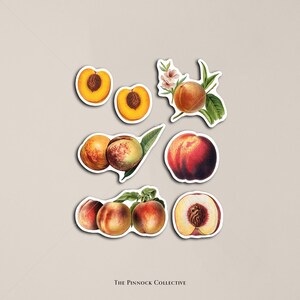 Vintage Peach Illustrations Sticker Sheet, Fruit Themed Stickers ...