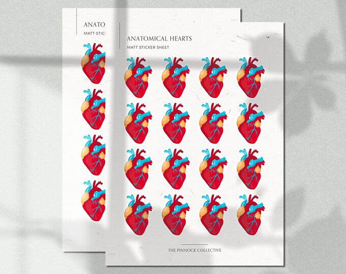 Anatomical Heart Sticker, Anatomy Stickers, Cardiology Stickers, Nurse ...