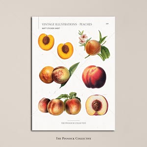 Vintage Peach Illustrations Sticker Sheet, Fruit Themed Stickers ...