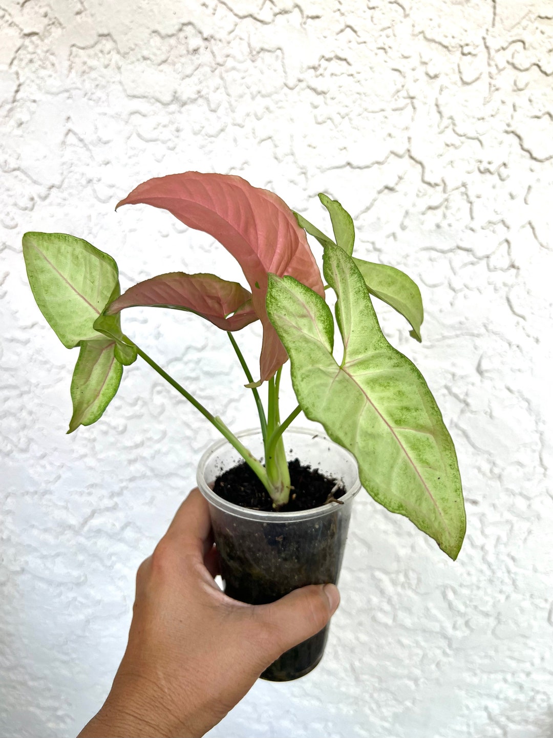 Strawberry Cream Syngonium | Arrowhead Starter Plant - Etsy
