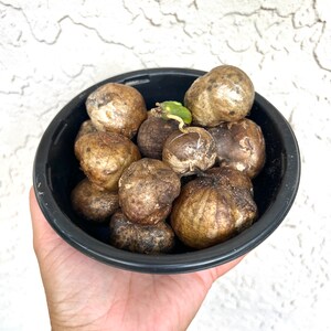 Giant Spider Lily / Crinum Lily seeds 1 Bowl, Approx 15 Pcs. - Etsy