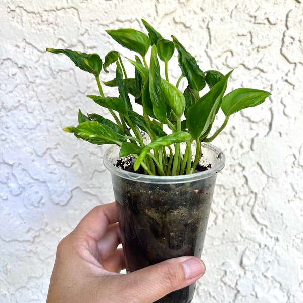 Pothos Plant - Etsy