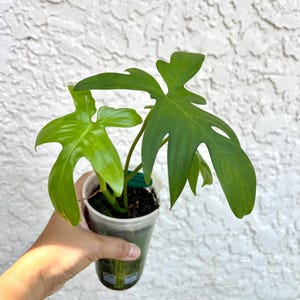 Philodendron Pedatum Reindeer Rooted Cutting - Etsy