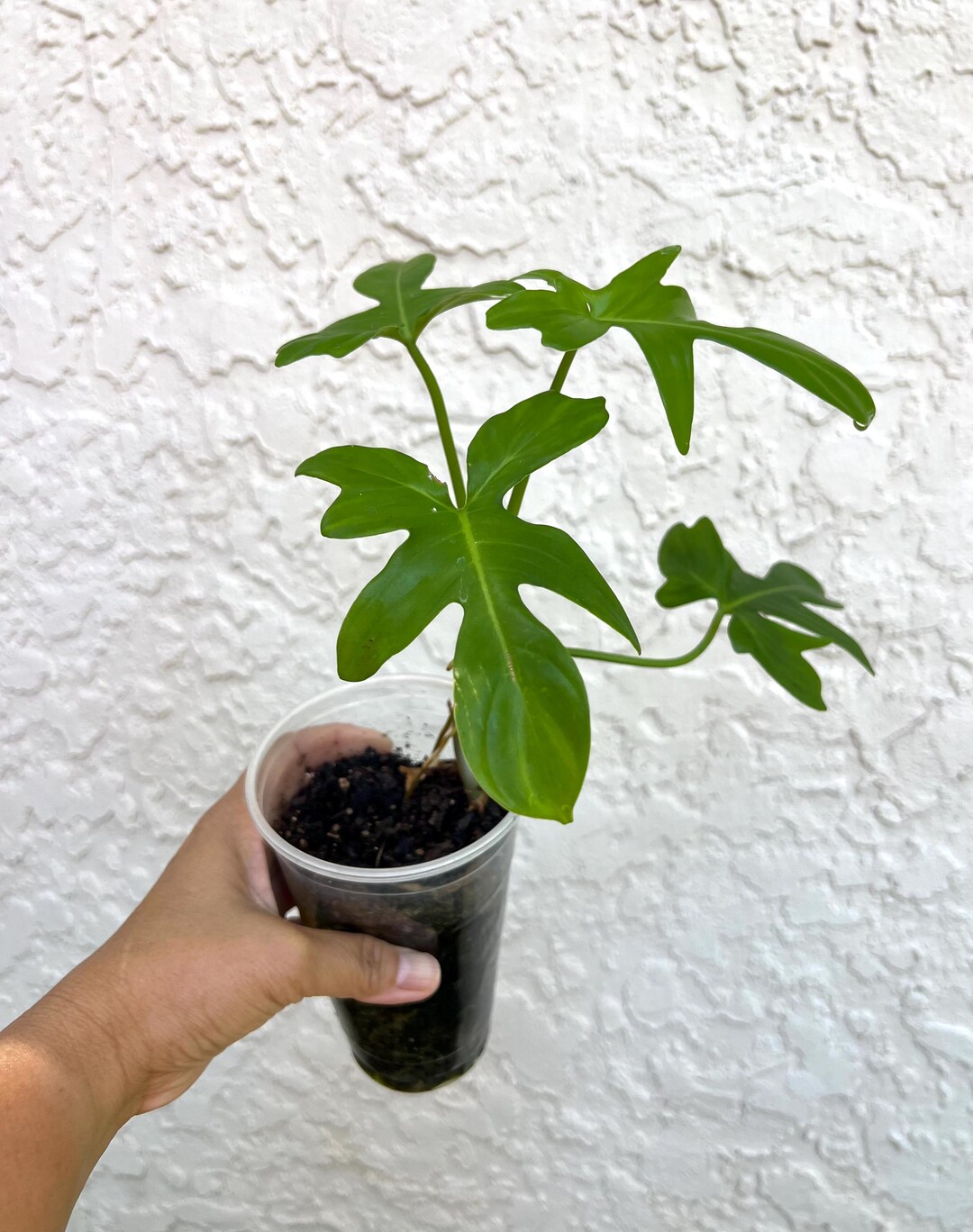 Philodendron Pedatum Reindeer Rooted Cutting - Etsy