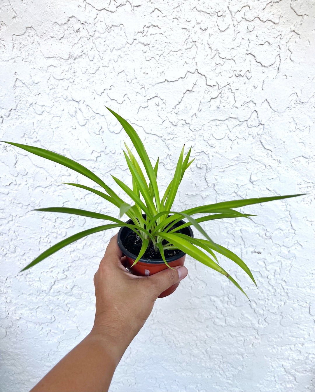 Green Spider Plant / Starter Plant, 3 - Etsy