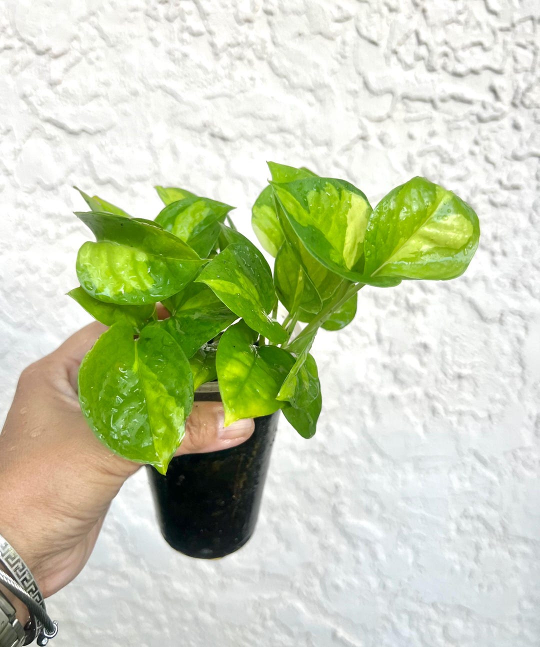 Global Pothos Rooted Cutting / Starter Plant - Etsy