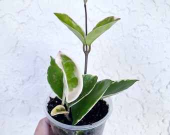 Hoya Tricolor Carnosa Krimson Queen - Etsy