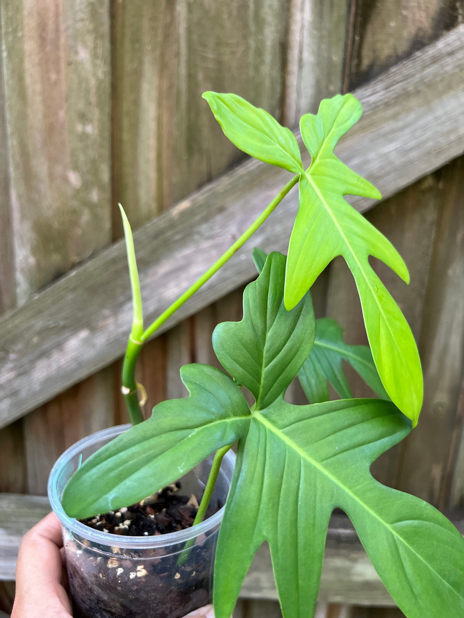 Philodendron Pedatum Reindeer Rooted Cutting - Etsy