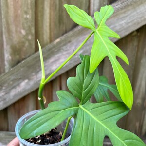 Philodendron Pedatum Reindeer Rooted Cutting - Etsy