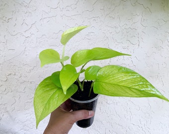Neon Pothos - Etsy