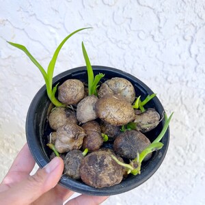 Giant Spider Lily / Crinum Lily seeds 1 Bowl | Etsy