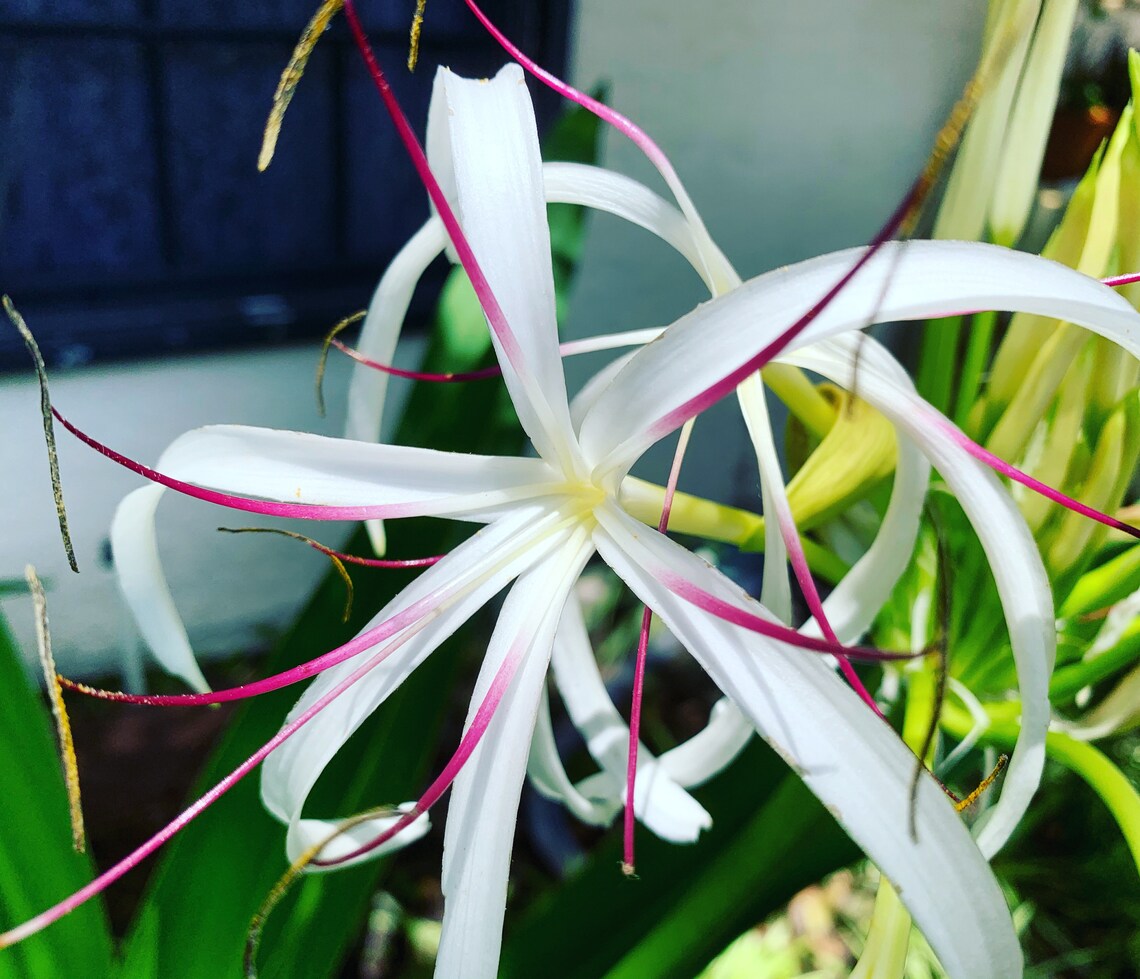 Giant Spider Lily / Crinum Lily seeds 1 Bowl | Etsy