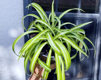 Curly Spider Plant Live | Etsy