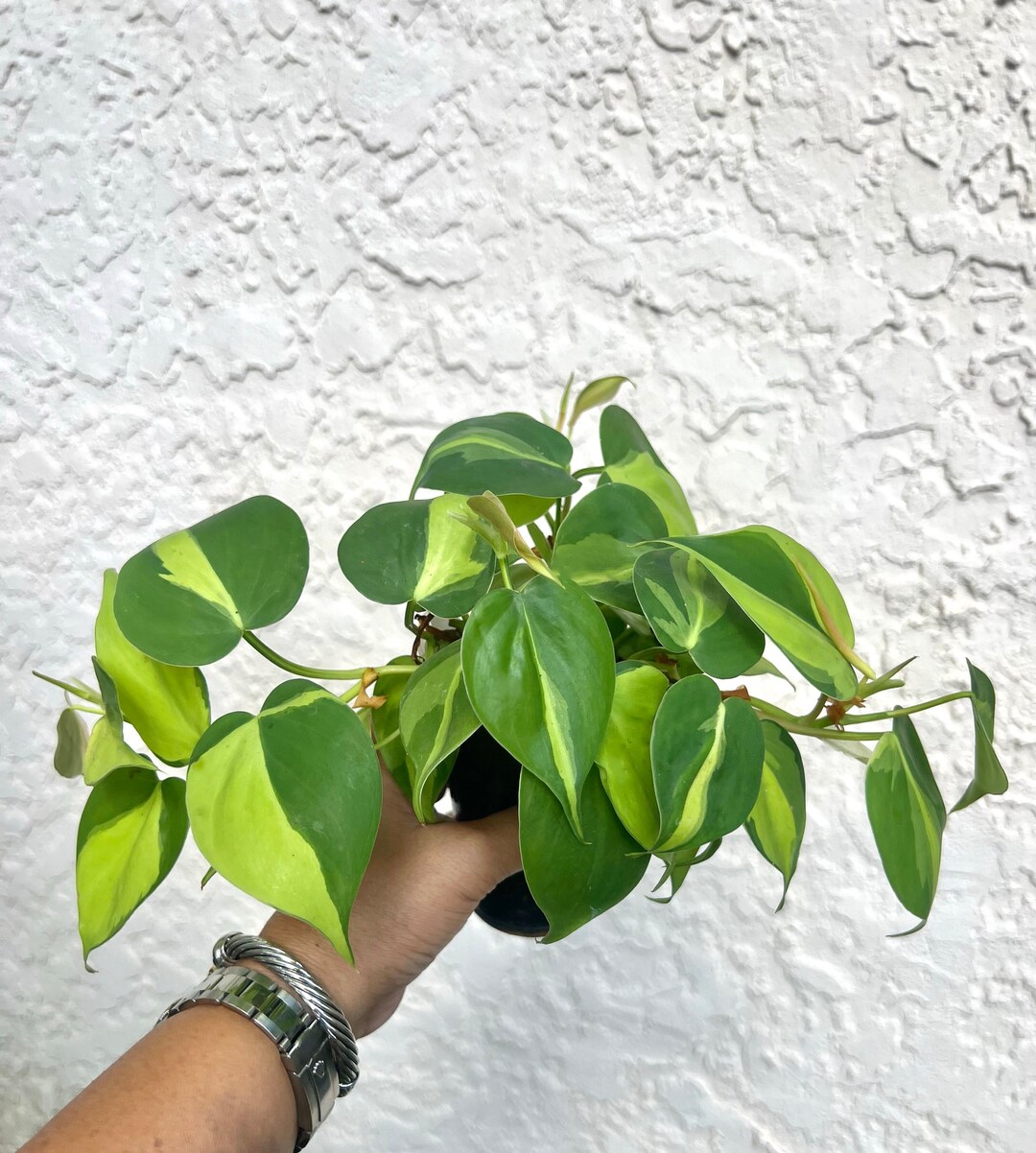 Brazil Philodendron Rooted Cuttings / Starter Plant - Etsy