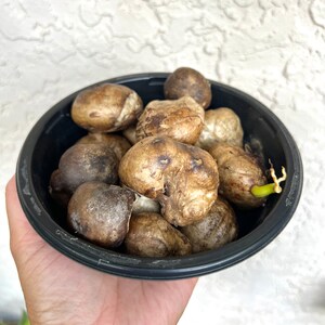 Giant Spider Lily / Crinum Lily seeds 1 Bowl - Etsy