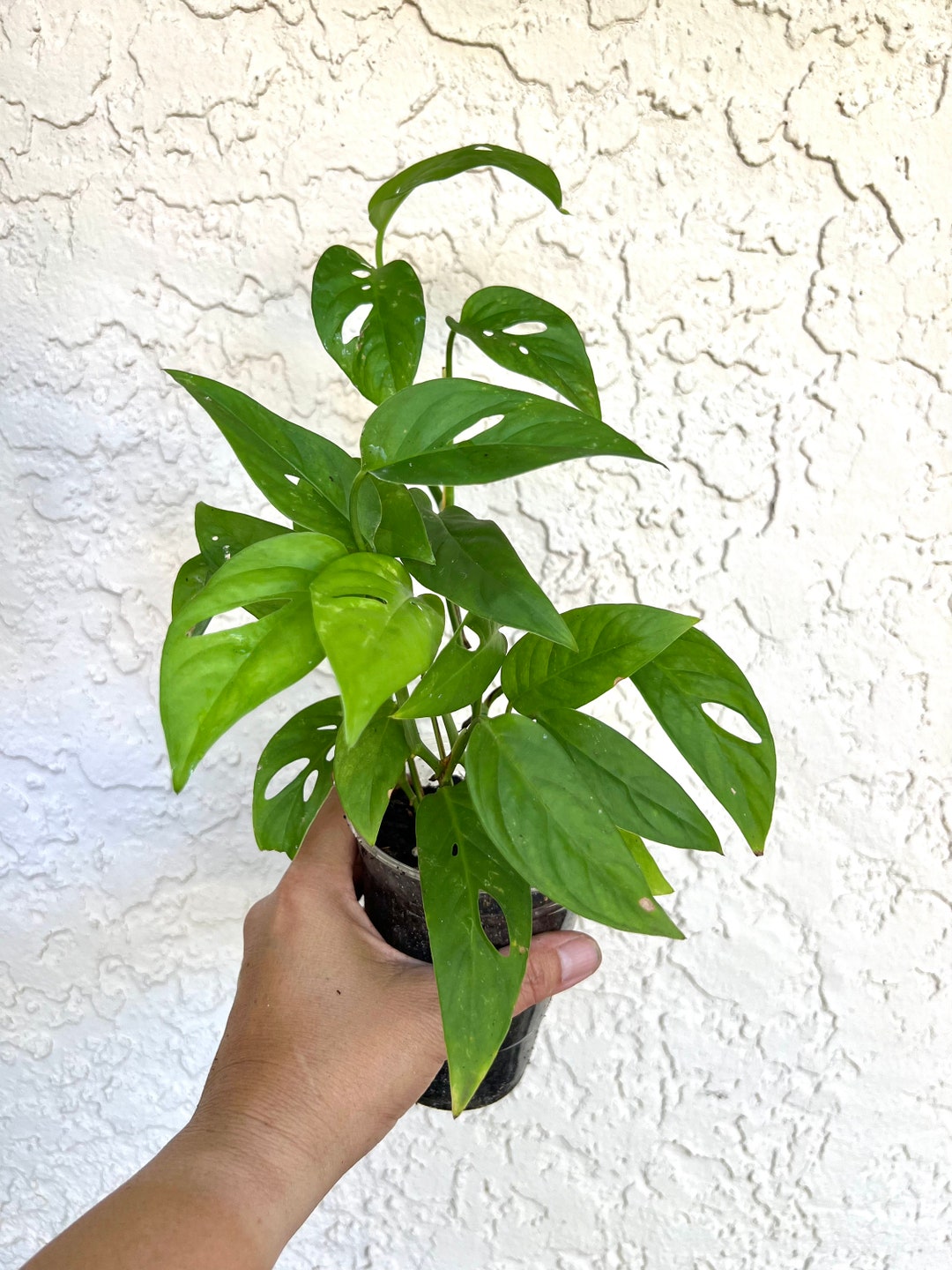 Monstera Adansonii w/ Narrow Leaves Rooted Cuttings / Starter Plant - Etsy