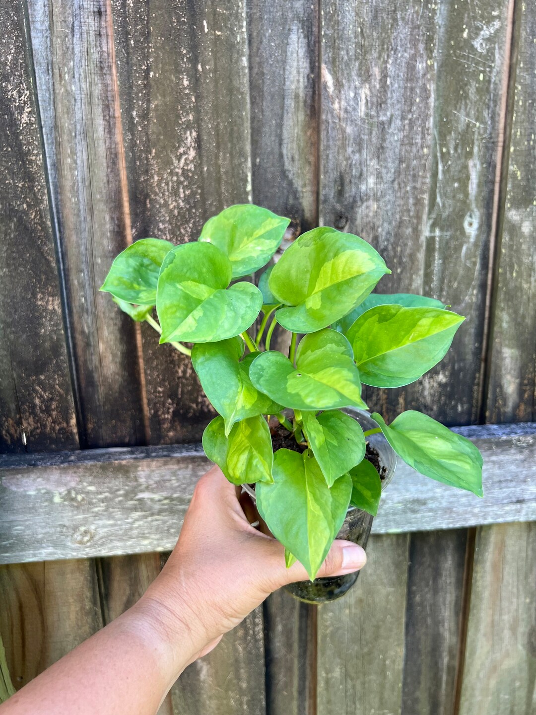 Global Pothos Rooted Cutting / Starter Plant - Etsy