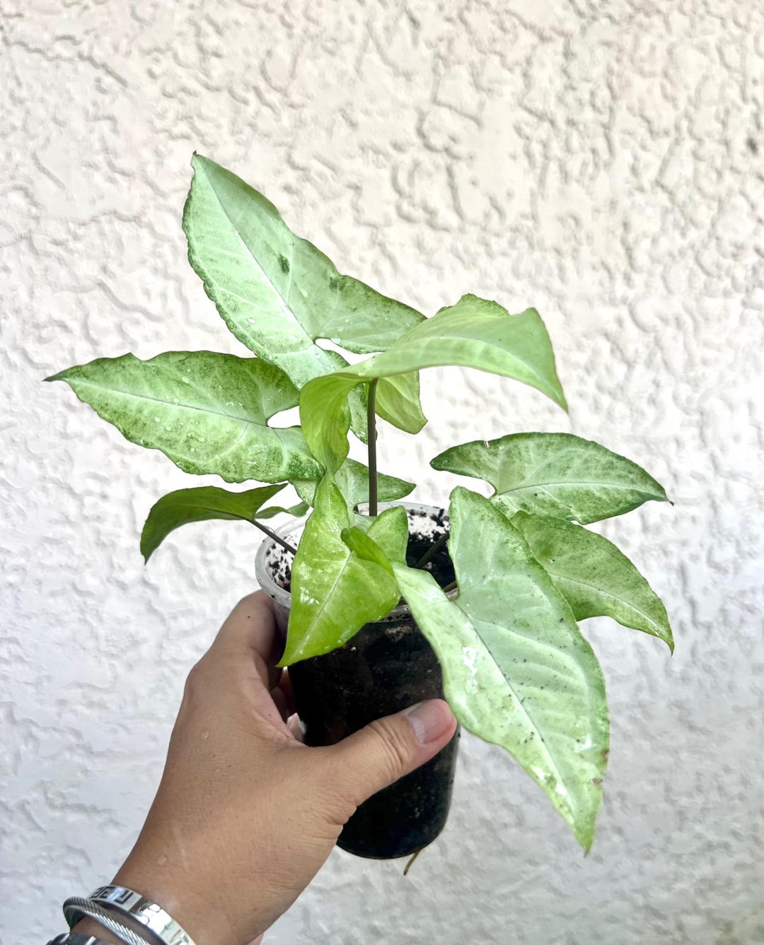 White Butterfly Syngonium | Rooted Cutting | Starter Plant - Etsy