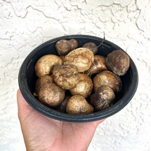 Giant Spider Lily / Crinum Lily seeds 1 Bowl, Approx 15 Pcs. - Etsy