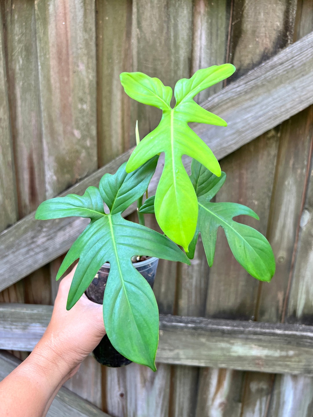 Philodendron Pedatum Reindeer Rooted Cutting - Etsy