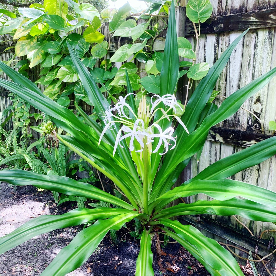 Giant Spider Lily / Crinum Lily "seeds" 1 Bowl, Approx 15 Pcs. - Etsy