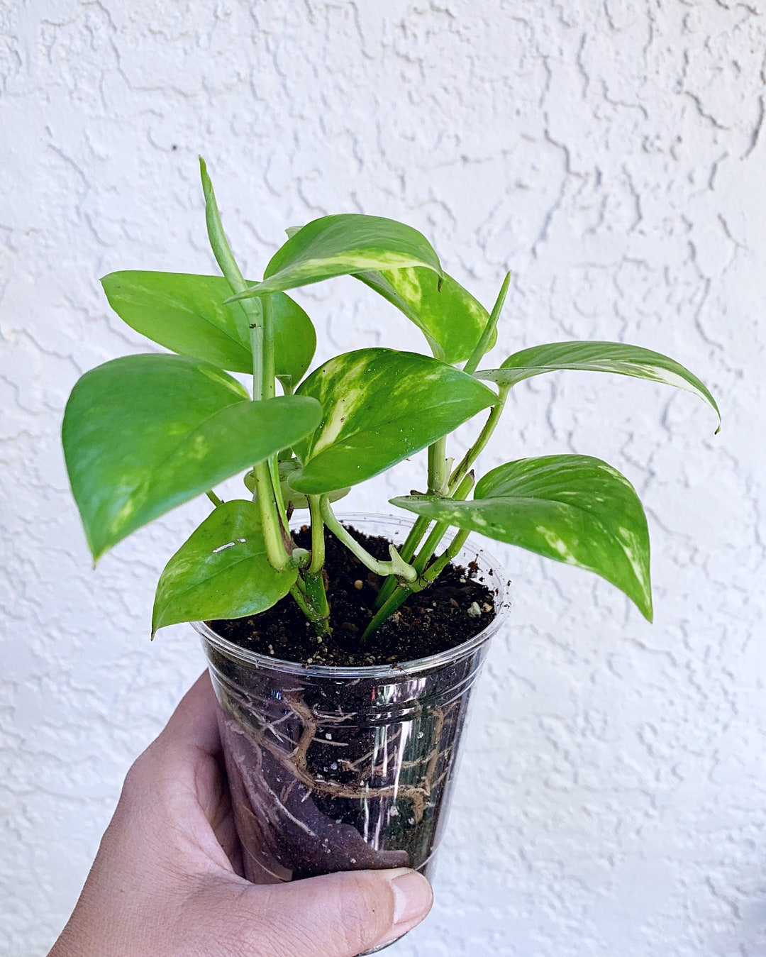 Golden Pothos Rooted Cuttings - Etsy