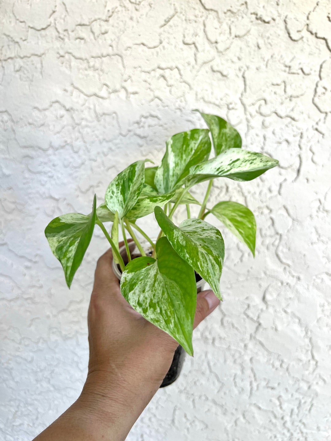 Queen Marble Pothos Rooted Cuttings Starter Plant - Etsy