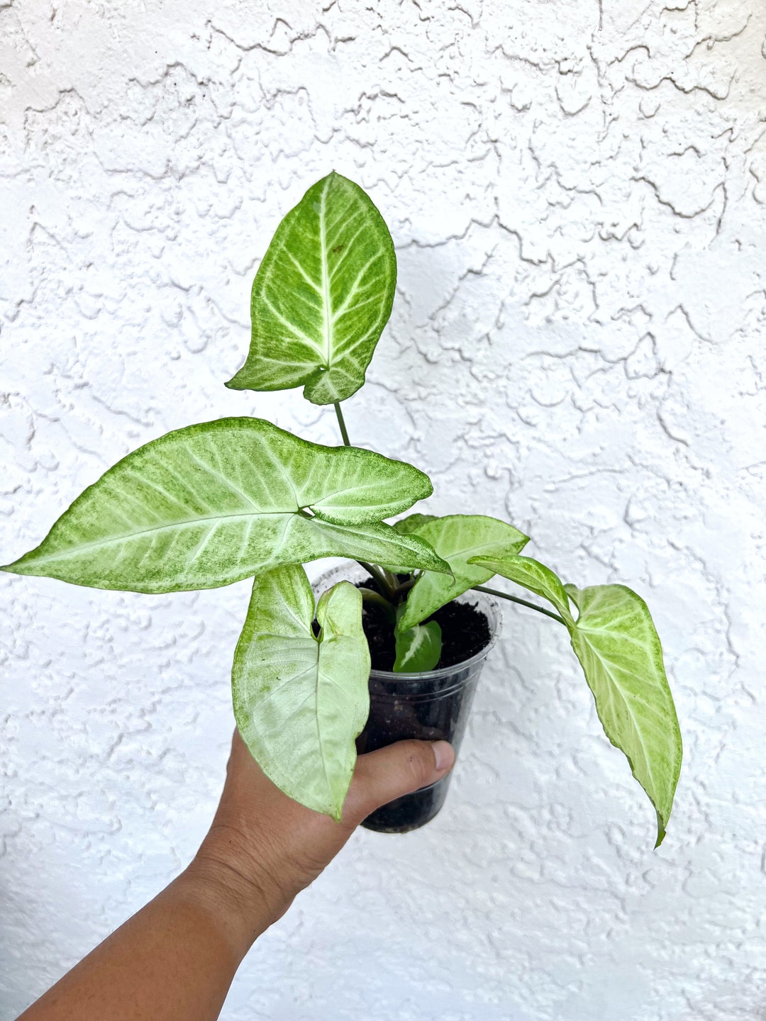 White Butterfly Syngonium Rooted Cutting Starter Plant - Etsy