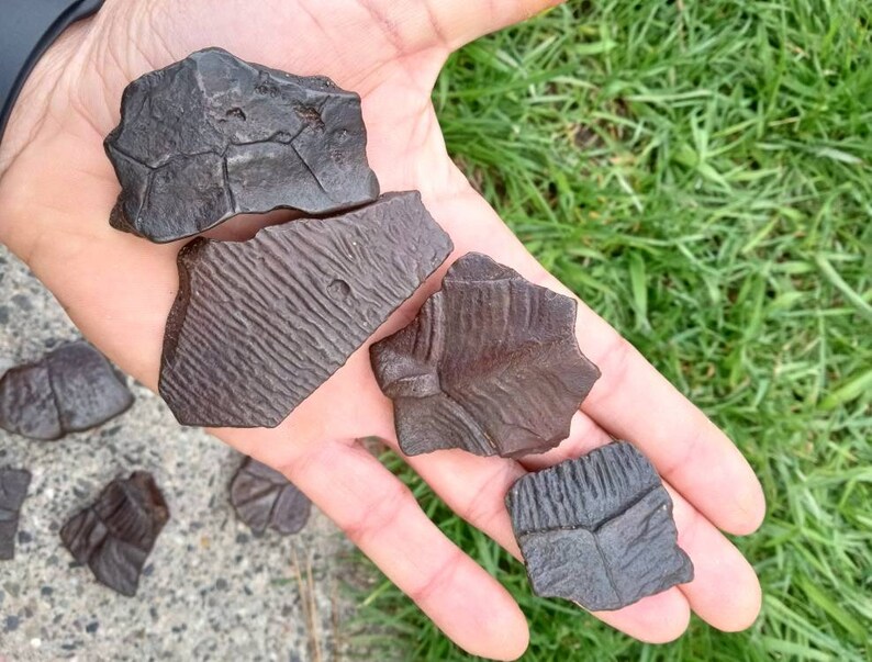 Four JUMBO Fossilized Turtle Shell Sections Florida Fossil - Etsy