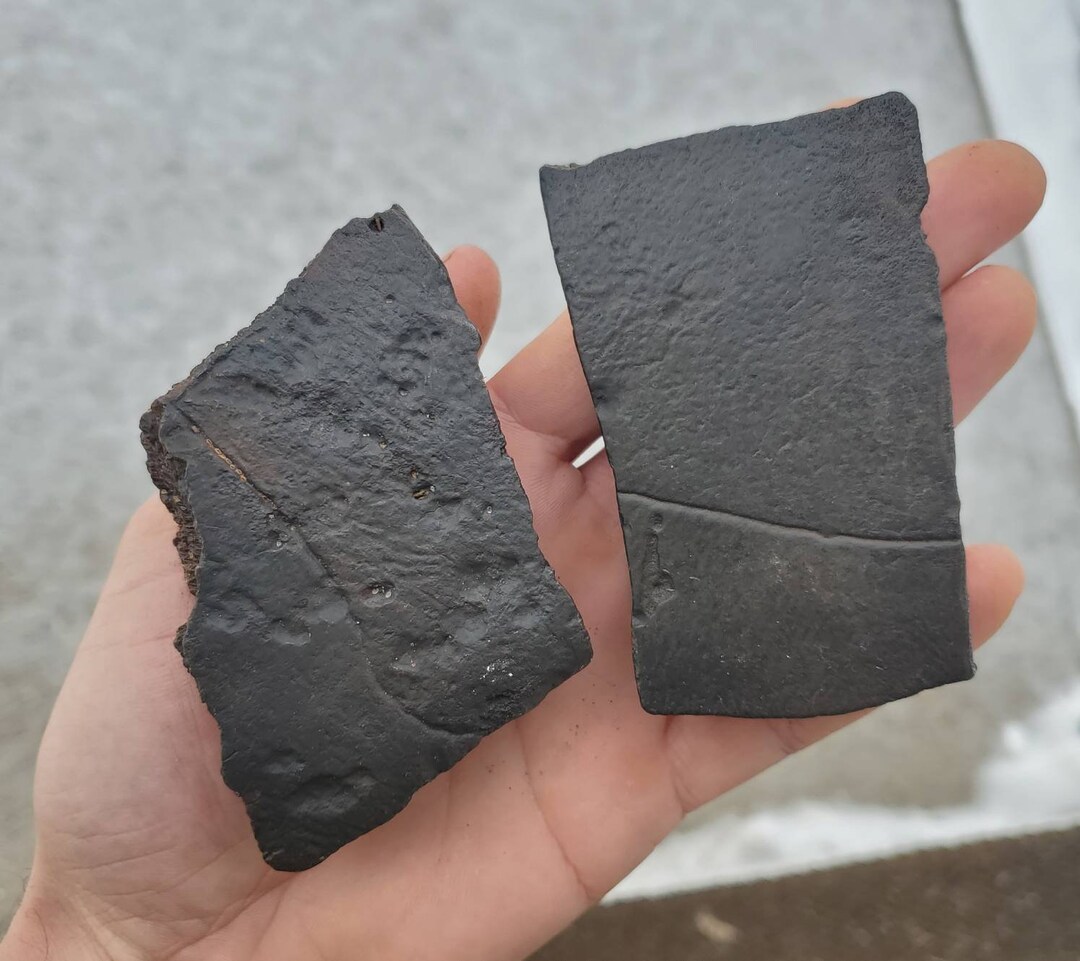 2 Chunky Fossilized Turtle Shell Sections Florida Fossil pleistocene ...