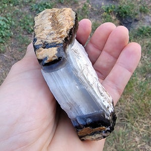Agate Limb Cast With White Opal Waterline Petrified Wood Pseudomorph ...
