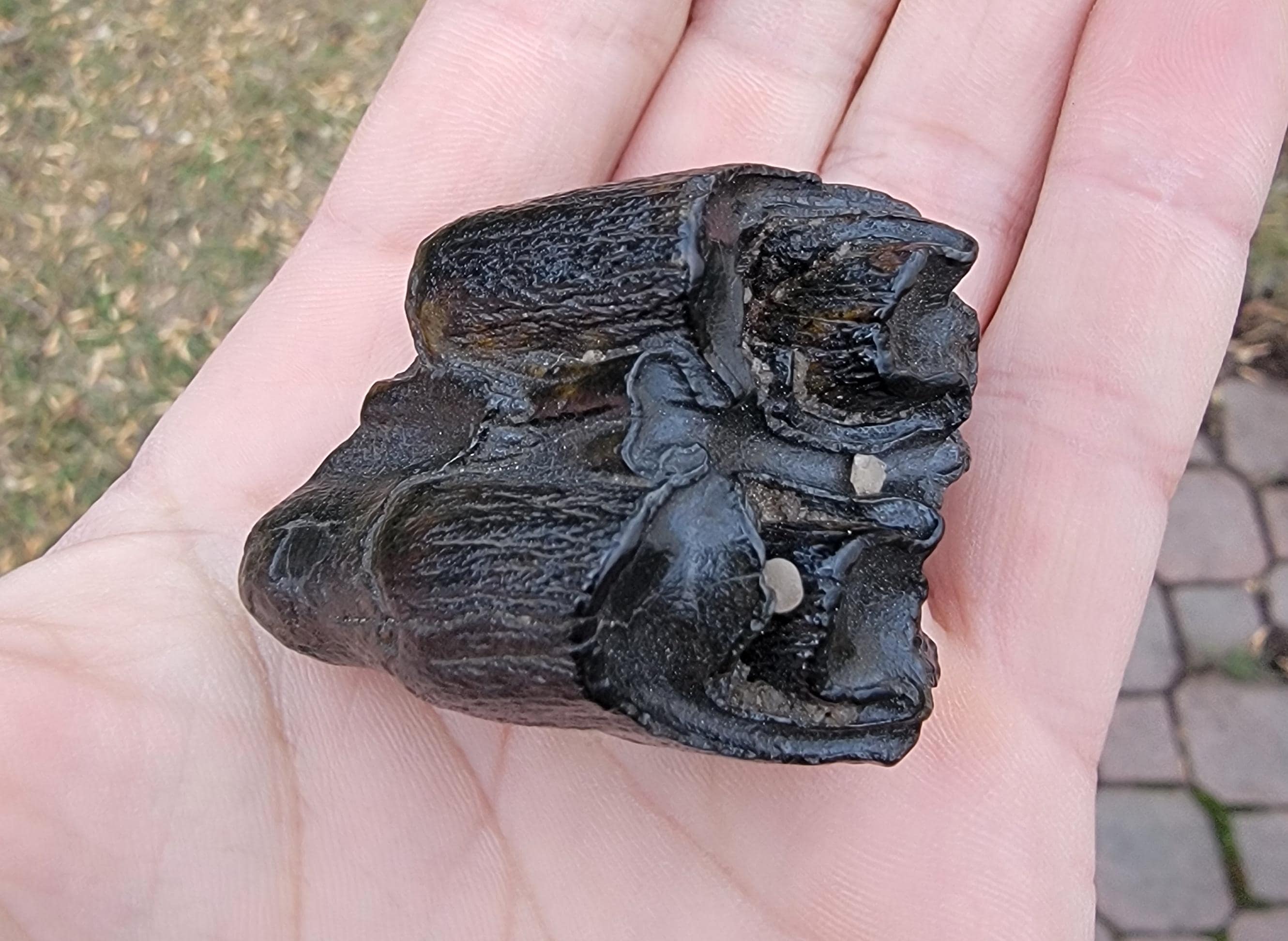 Jet Black Fossil Bison Tooth "florida Fossil" (pleistocene) Highly ...