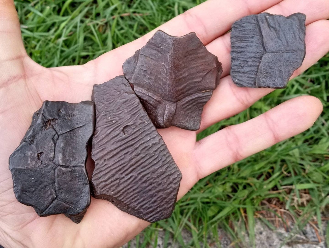 Four JUMBO Fossilized Turtle Shell Sections Florida Fossil pleistocene ...