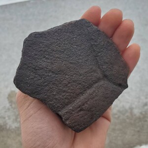 Monstrous Fossilized Turtle Shell Section Florida Fossil pleistocene ...