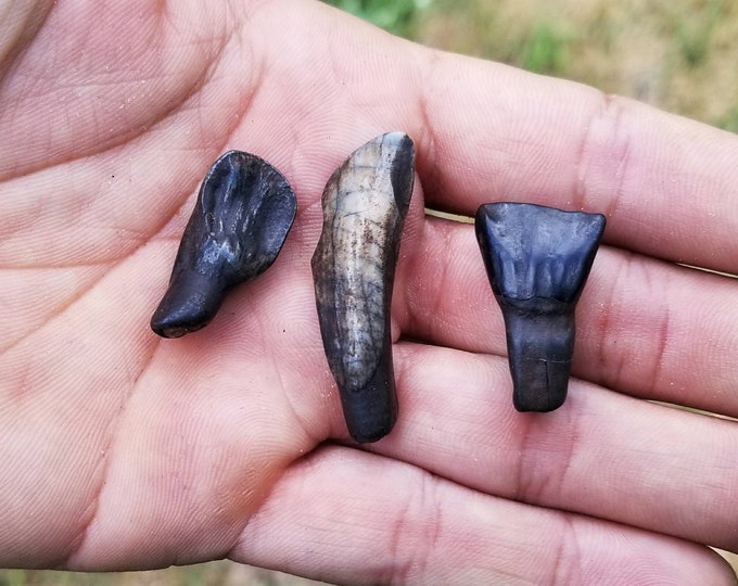 3 Colorful Fossil Camel Incisor Teeth Florida Fossil (pleistocene 2.5m ...