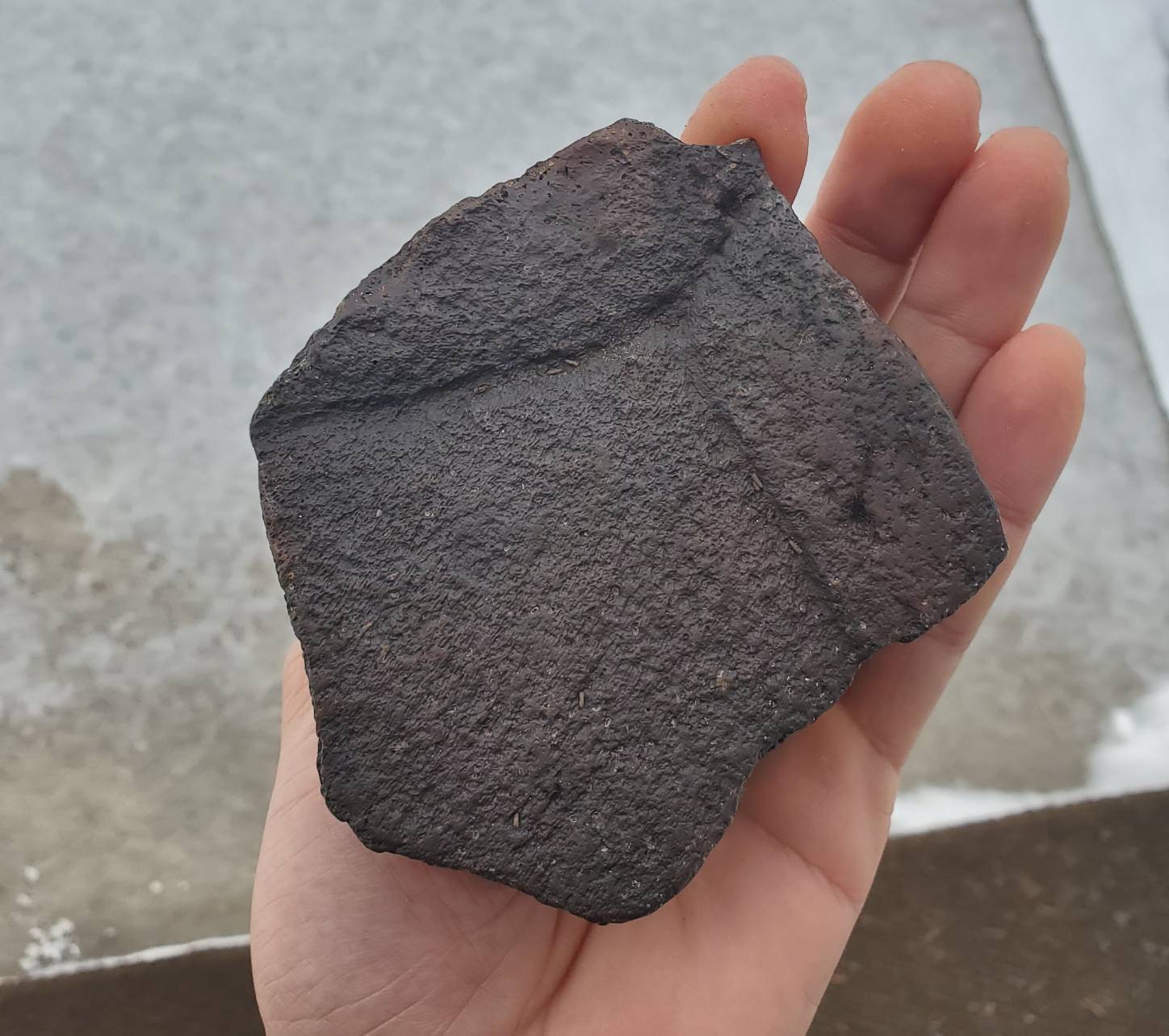 Monstrous Fossilized Turtle Shell Section Florida Fossil - Etsy