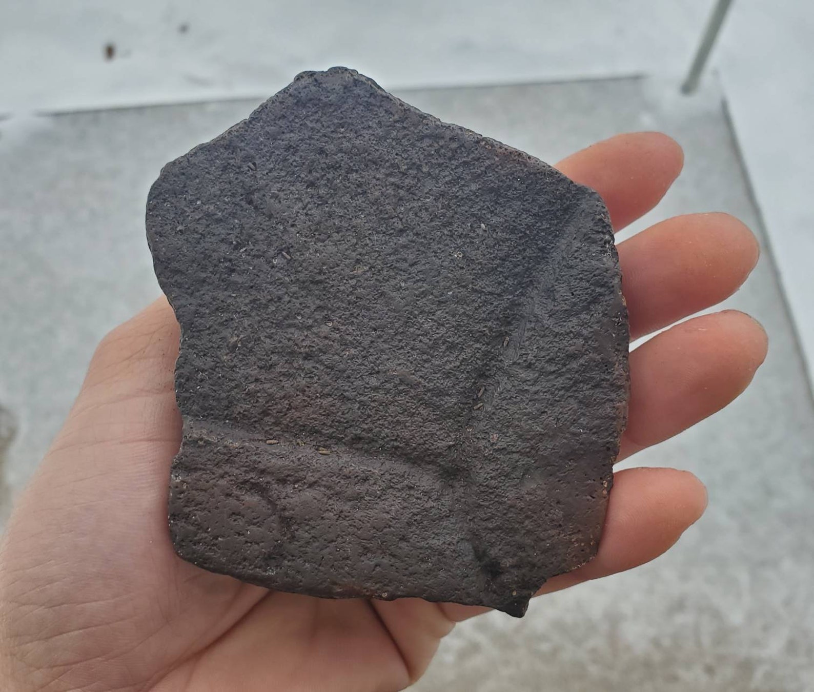 Monstrous Fossilized Turtle Shell Section Florida Fossil - Etsy