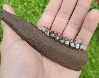 Giant Ice Age Capybara Fossil Set - Etsy