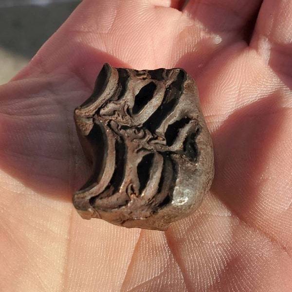 Fossil Horse Tooth - Etsy