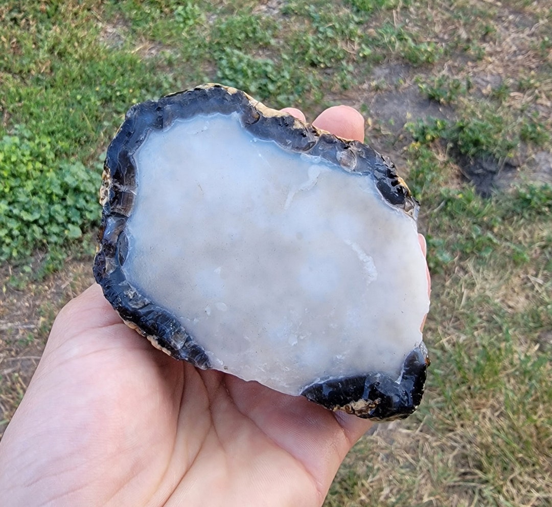 Agate Limb Cast With White Opal Waterline Petrified Wood Pseudomorph ...