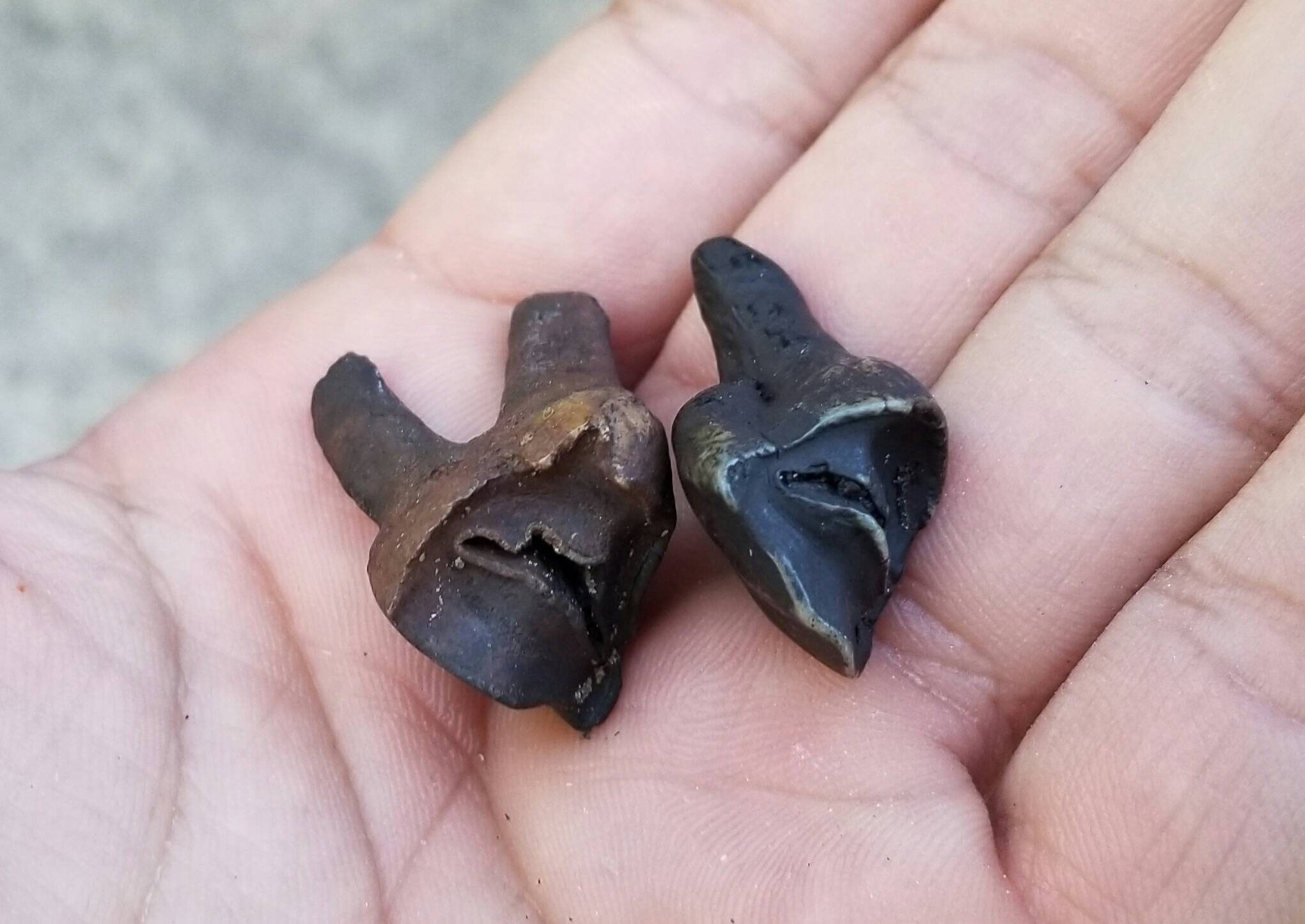 2 Beautiful Fossil Camel Teeth Peace River Florida | Etsy