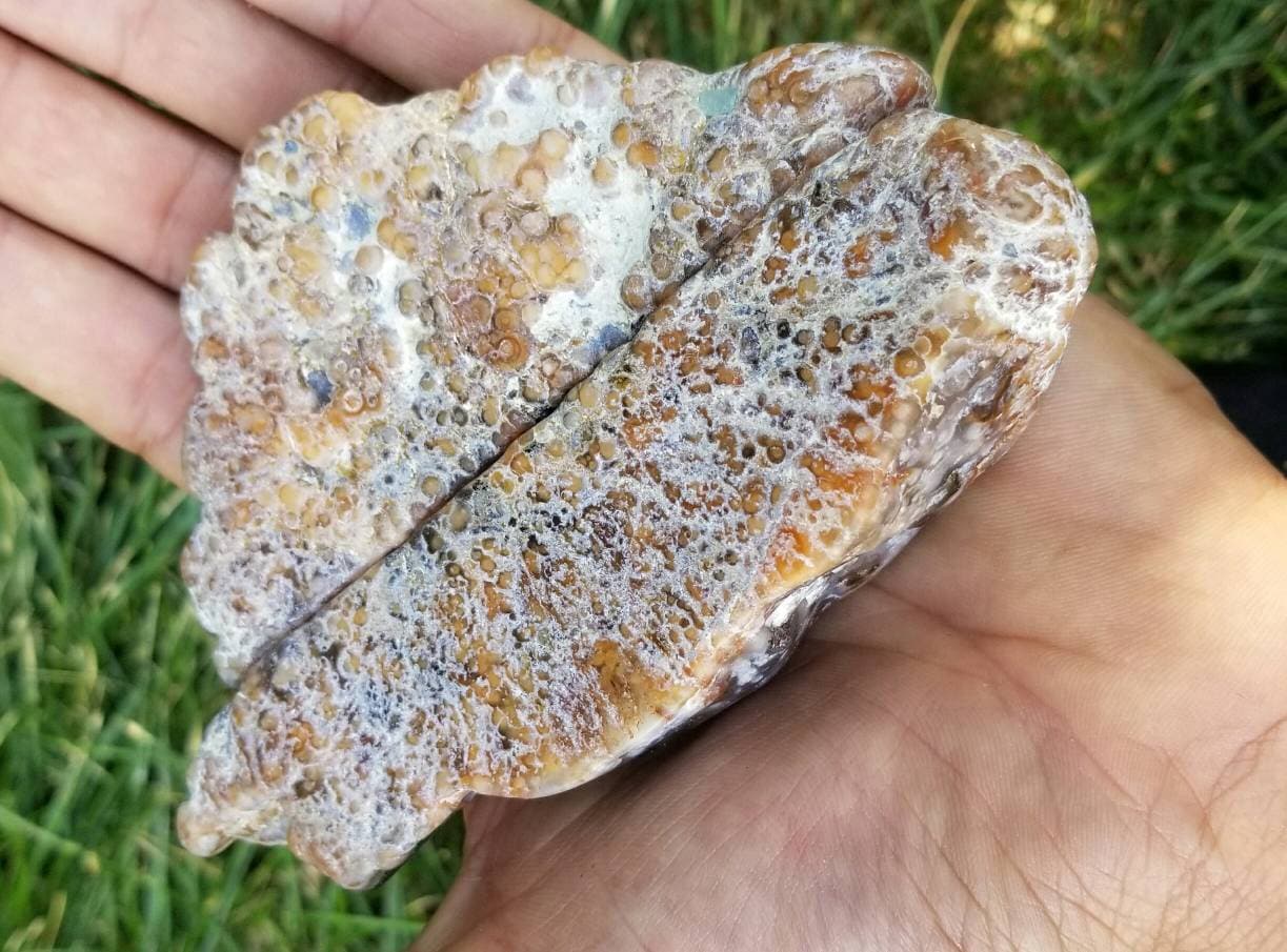 INSANE Fortification Plume Agate Polished Stone montana Rare | Etsy