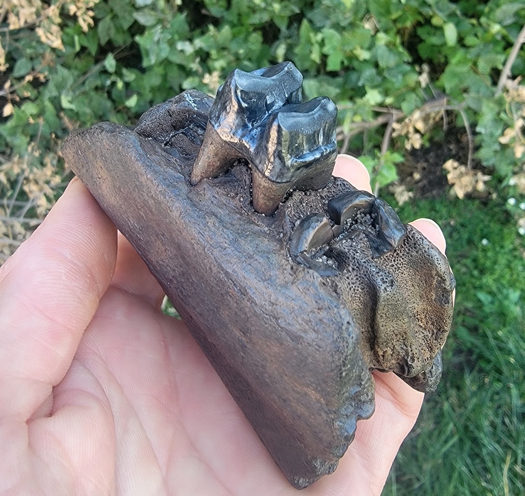 Colorful Fossil Tapir Jaw A Florida Fossil Ice Age - Etsy