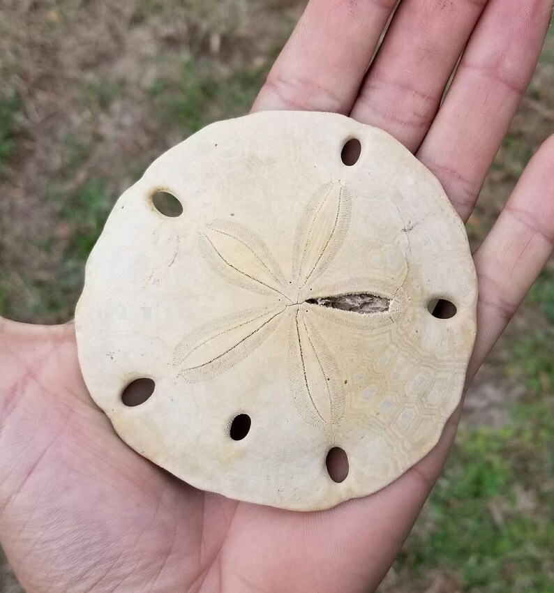 Big Fossil Sand Dollar florida Ocala Limestone - Etsy