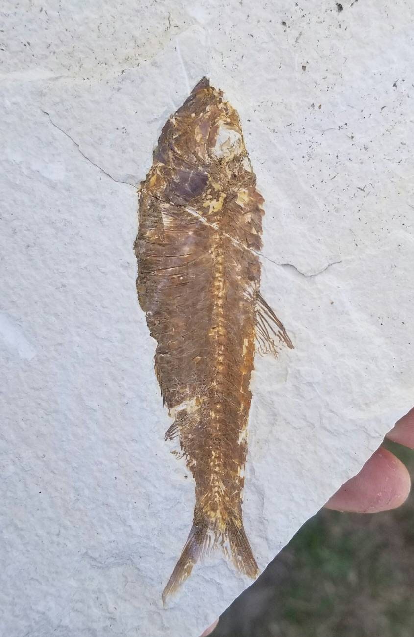4.25 Knightia Fish Fossil 52mya Green River Formation | Etsy