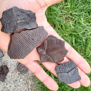 Four JUMBO Fossilized Turtle Shell Sections Florida Fossil pleistocene ...